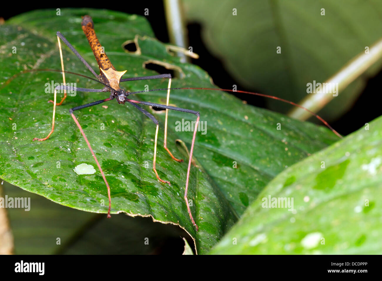 Tropical Rainforest Stick Insect High Resolution Stock Photography and ...
