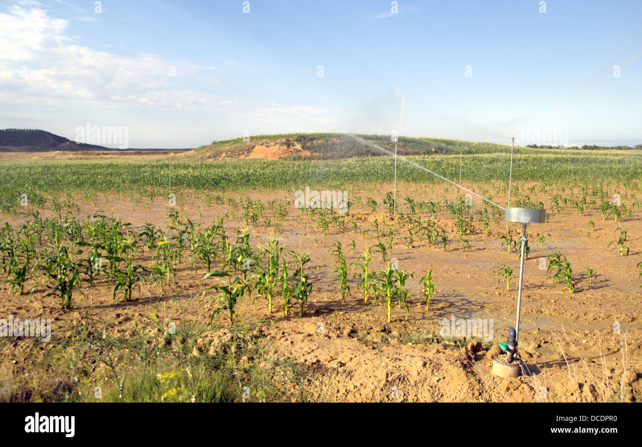 Watering corn planting Stock Photo - Alamy