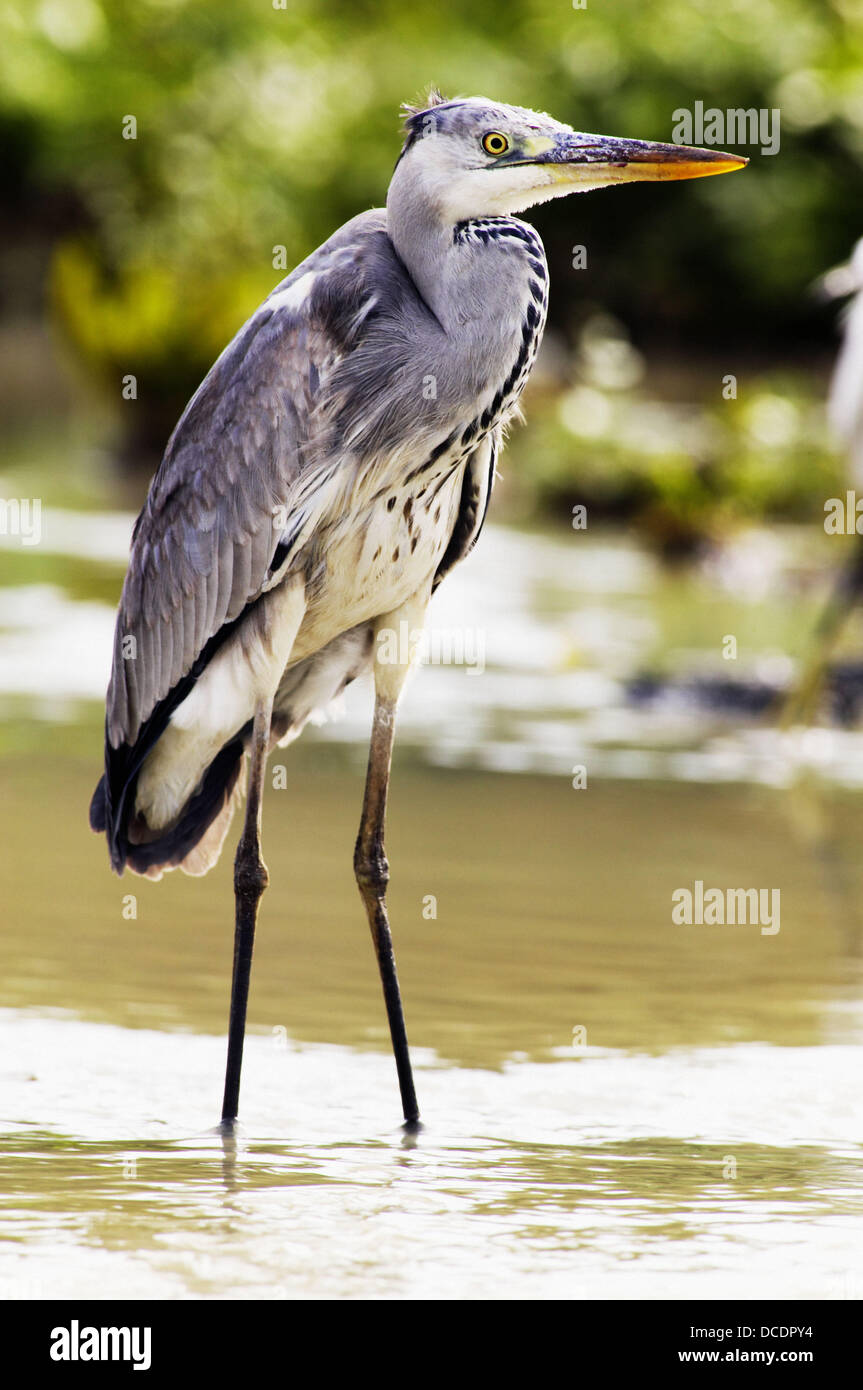 Grey heron portrait Stock Photo - Alamy