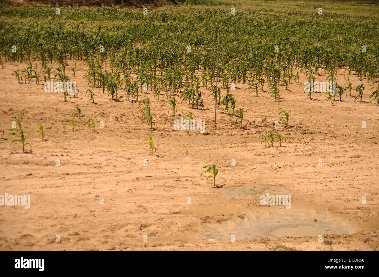 Watering corn planting Stock Photo - Alamy