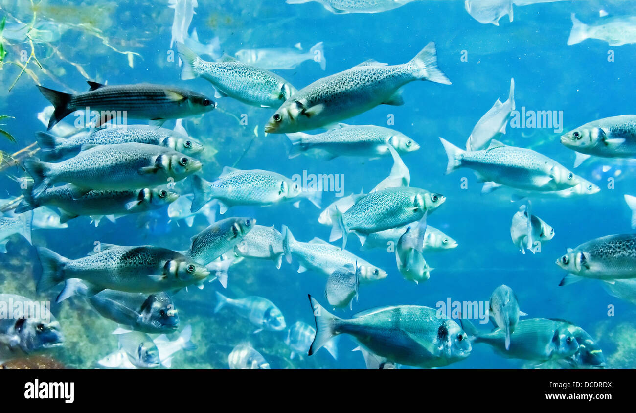 underwater image of a flock of fishes Stock Photo - Alamy