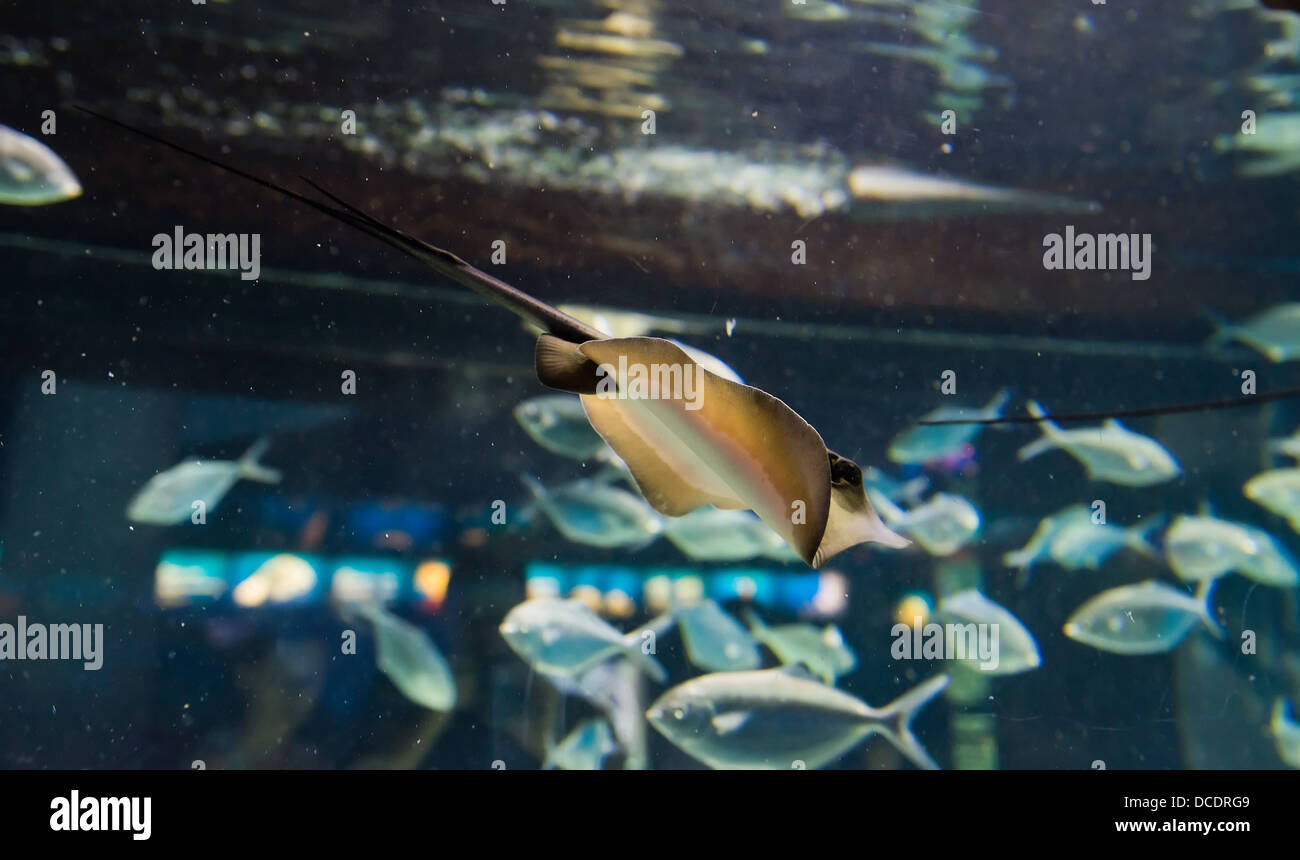 Manta ray floating underwater among other fish Stock Photo - Alamy