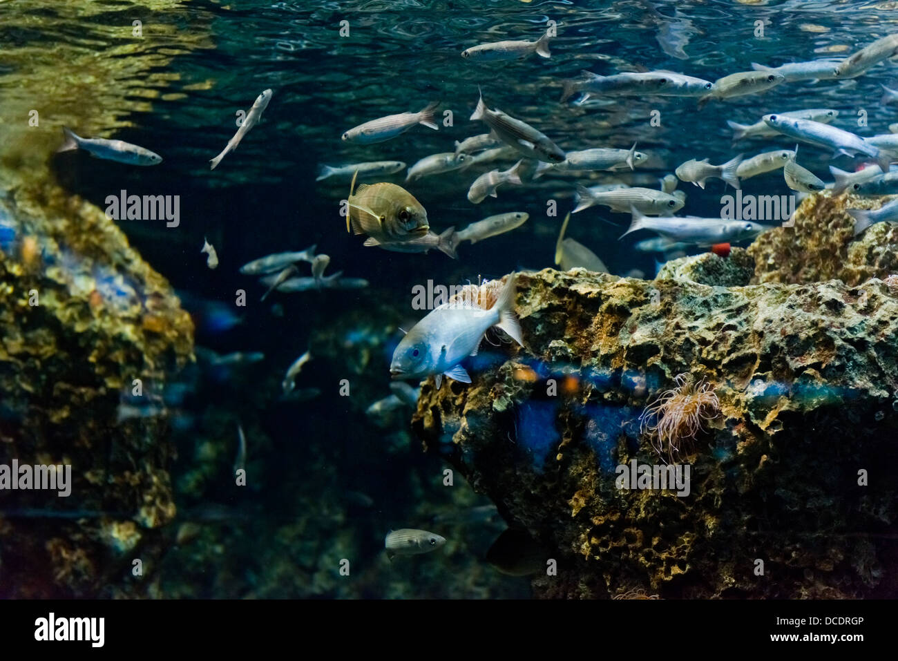 tropical fishes in natural environment Stock Photo - Alamy