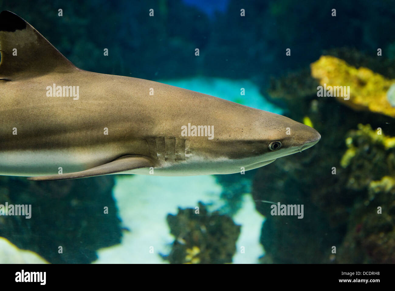 shark underwater close up portrait Stock Photo - Alamy