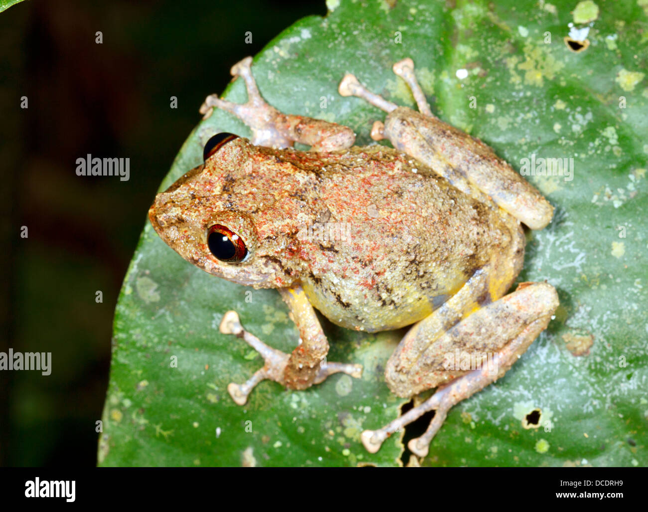 Diadem Rain Frog (Pristimantis diadematus), in the rainforest ...