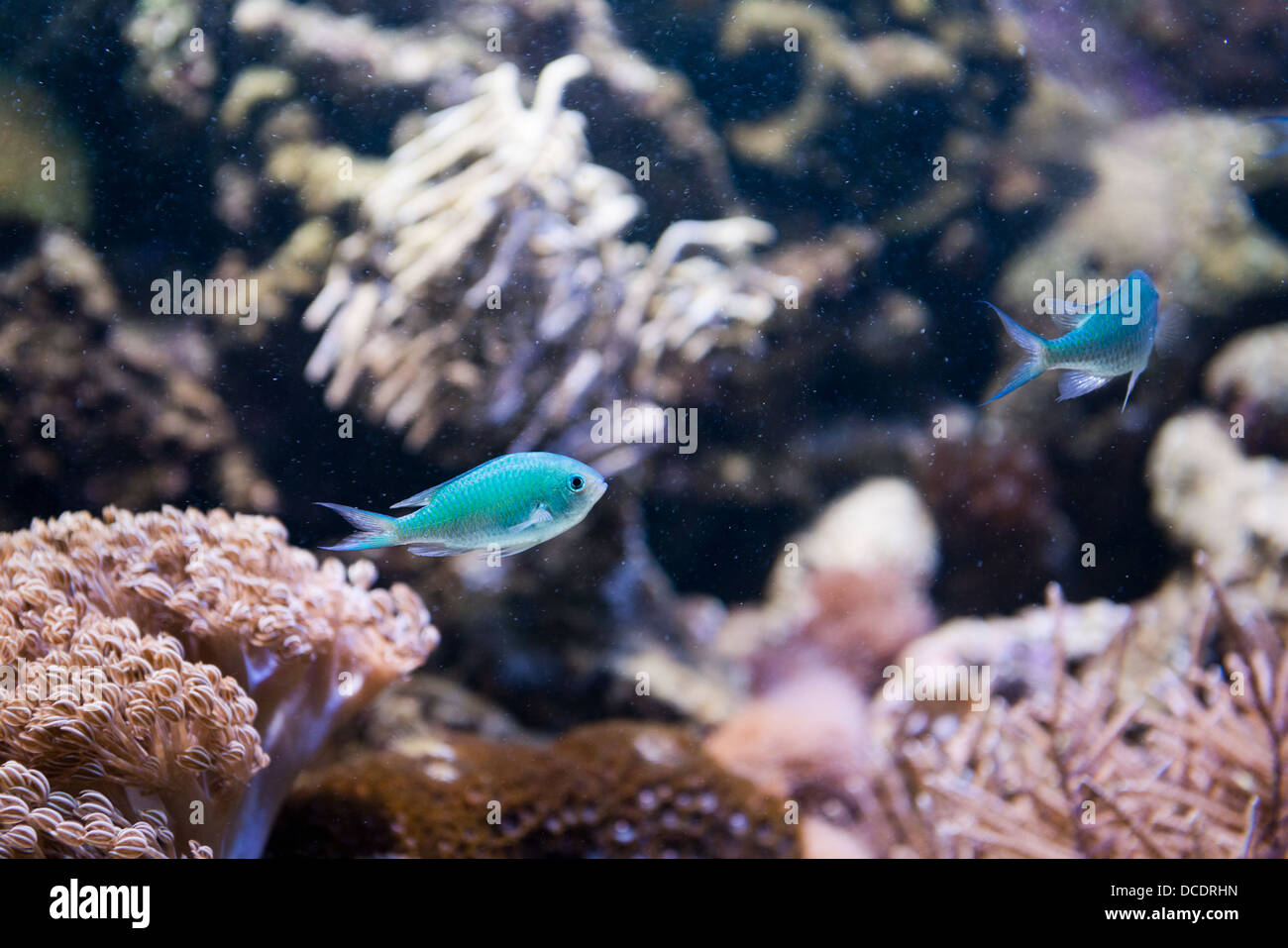 tropical fishes in natural environment Stock Photo - Alamy