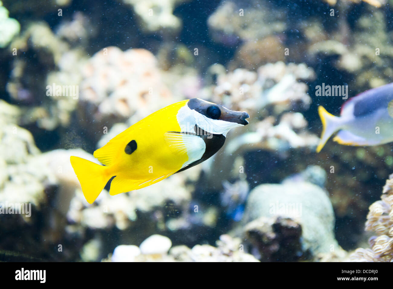 tropical fishes in natural environment Stock Photo - Alamy