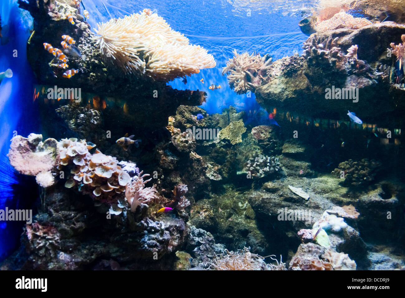 tropical fishes in natural environment Stock Photo - Alamy