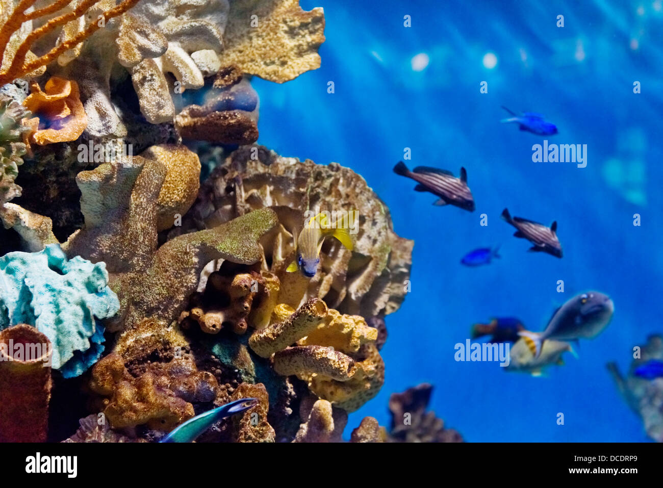 tropical fishes in natural environment Stock Photo - Alamy