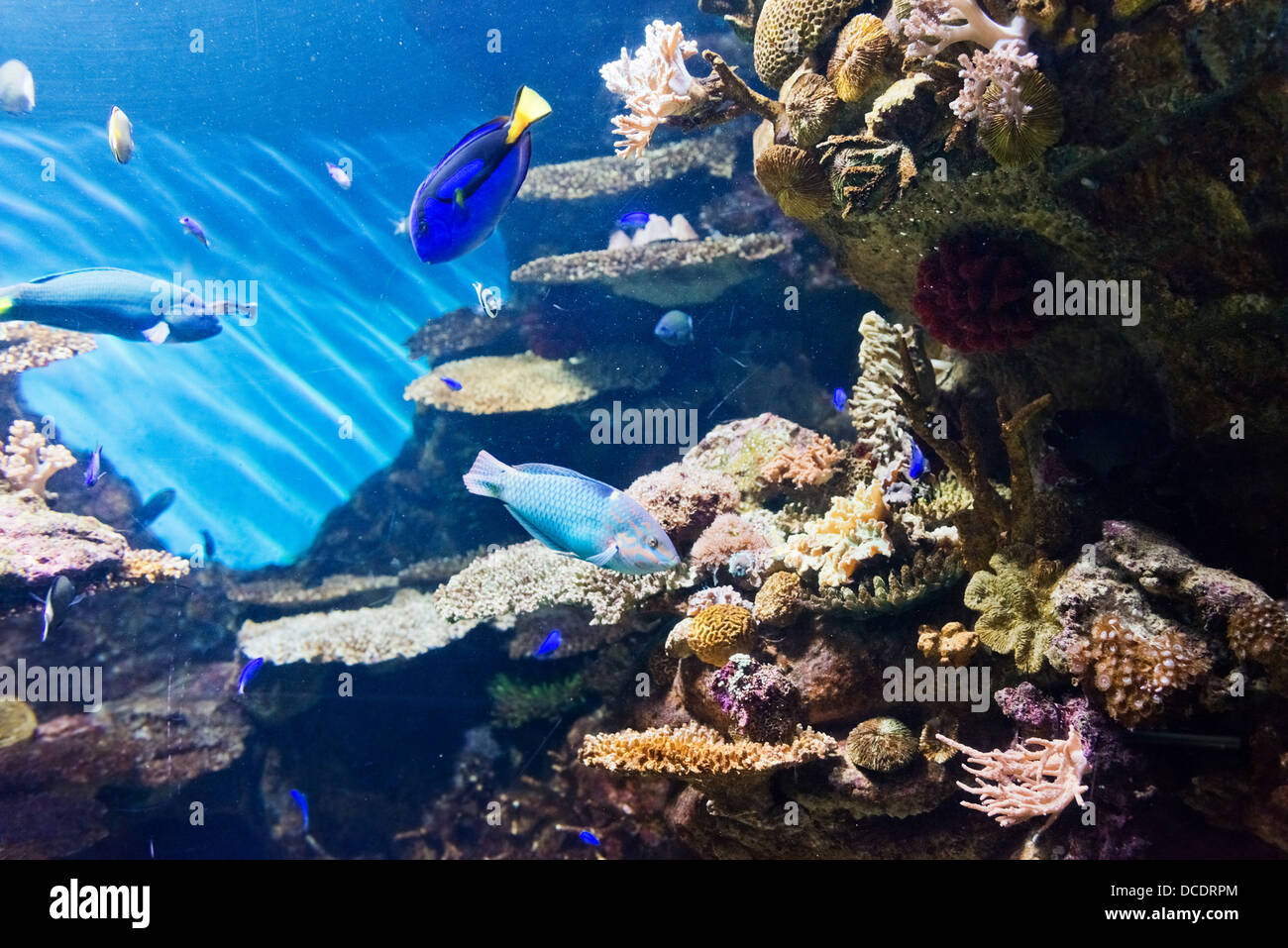 tropical fishes in natural environment Stock Photo - Alamy