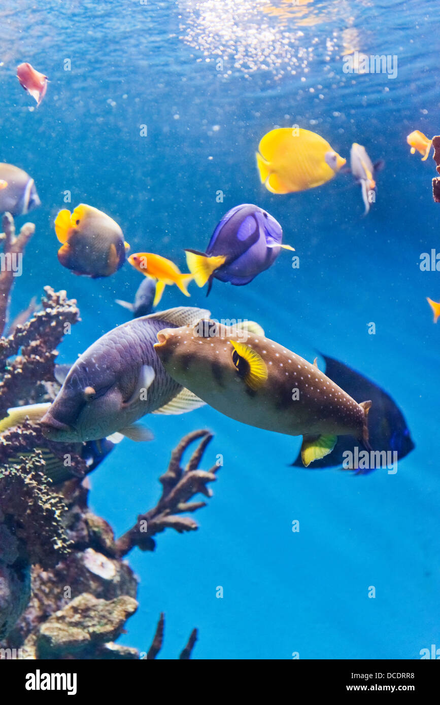 tropical fishes in natural environment Stock Photo - Alamy