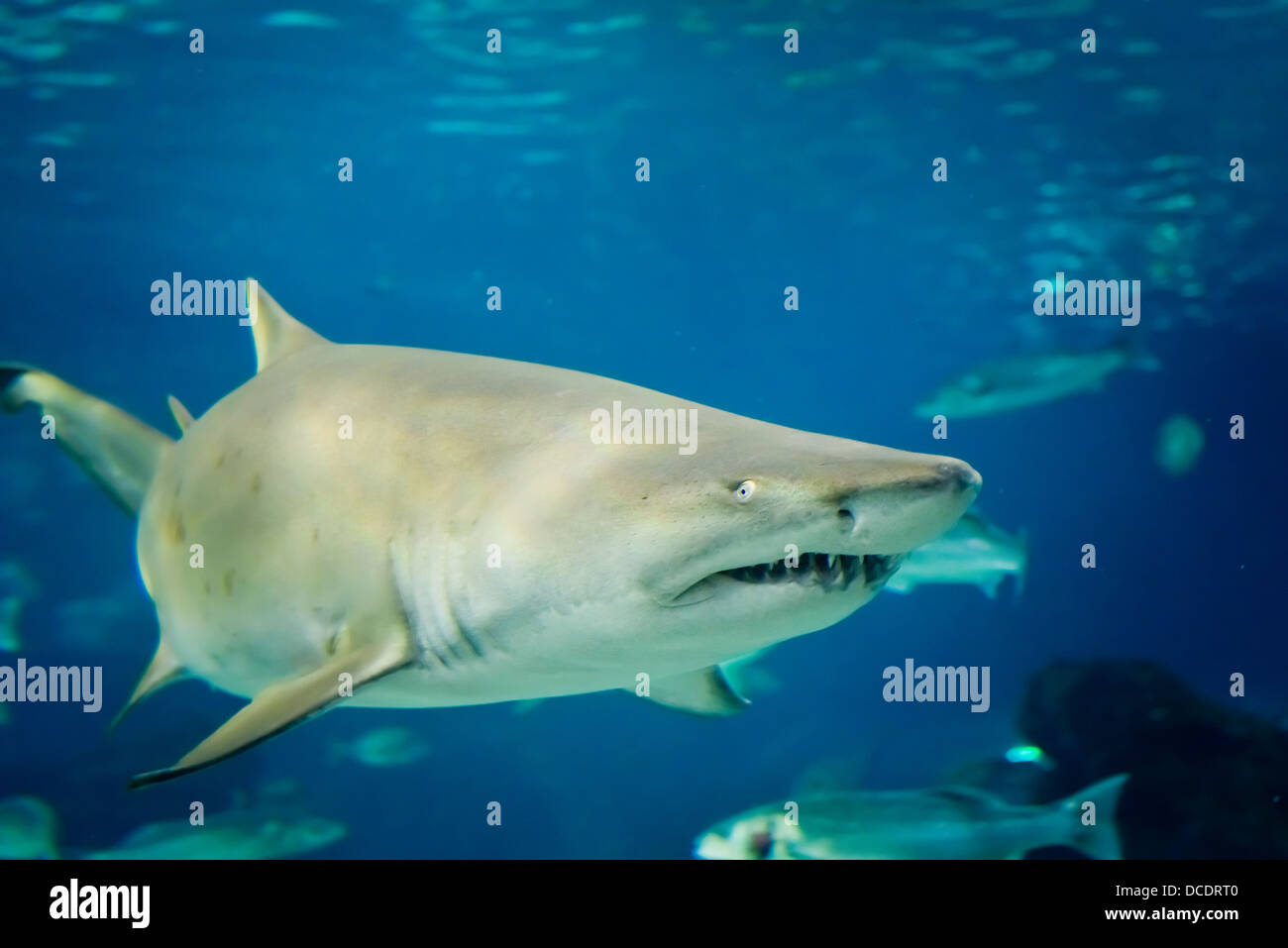 sand tiger shark (Carcharias taurus) underwater close up portrait Stock ...