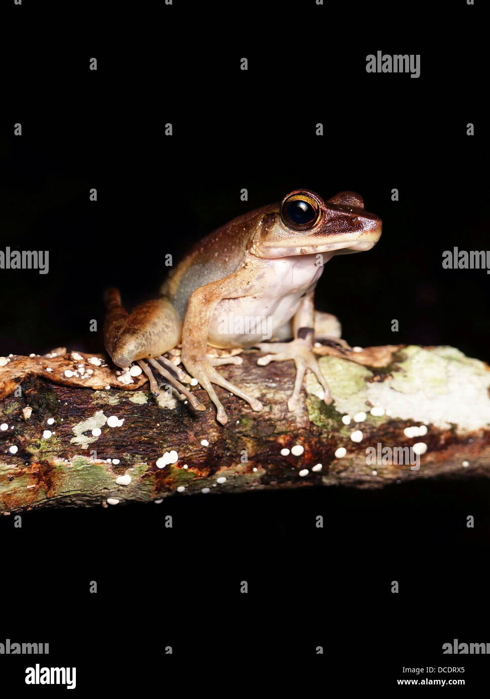 Whiteheads hi-res stock photography and images - Alamy