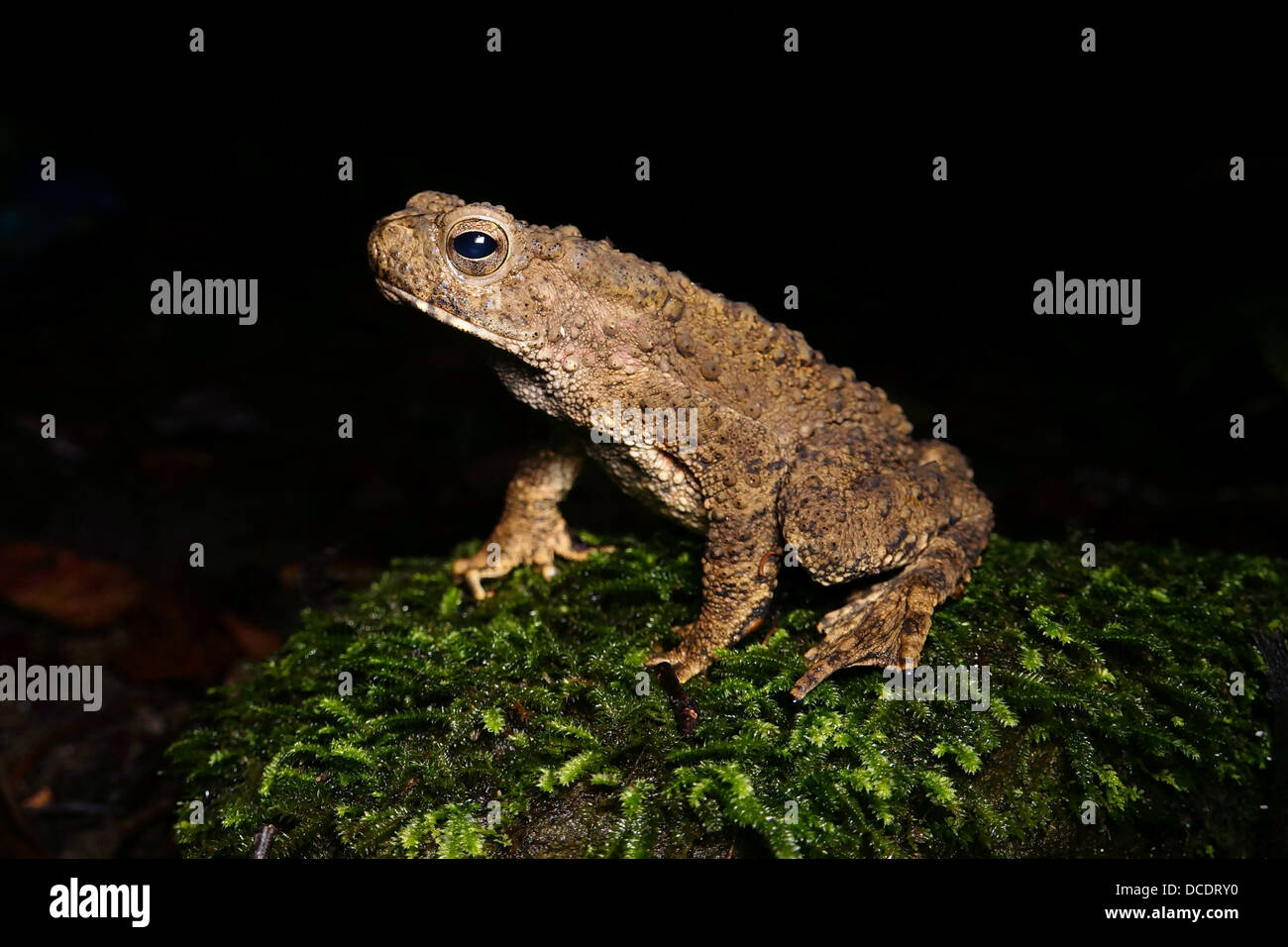 Bufo/Phrynoidis juxtaspera giant river toad borneo Stock Photo - Alamy