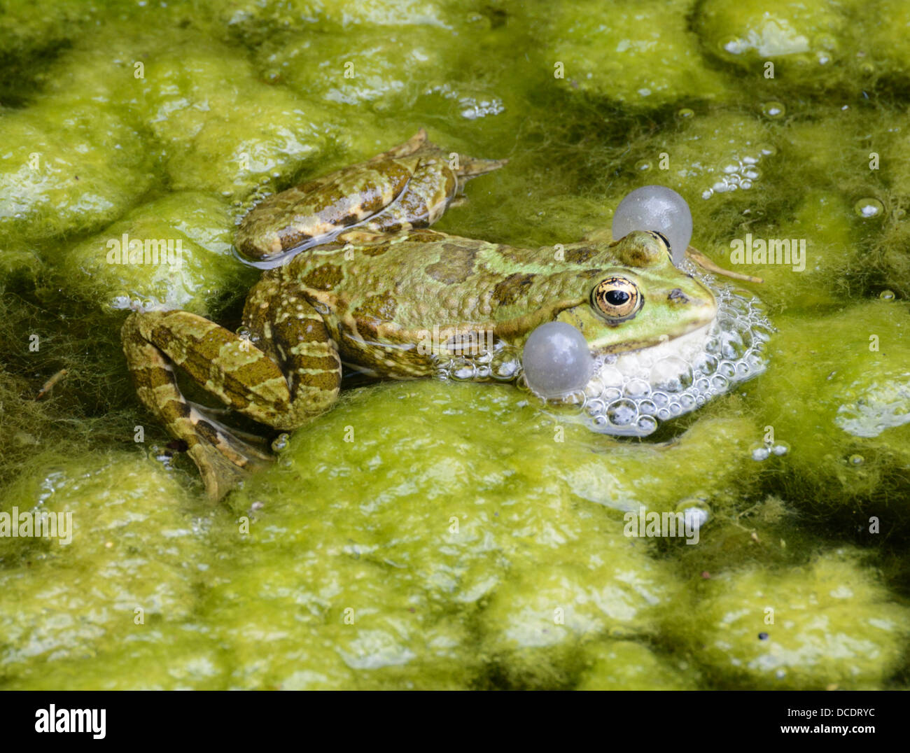 Vocal sacs hi-res stock photography and images - Alamy