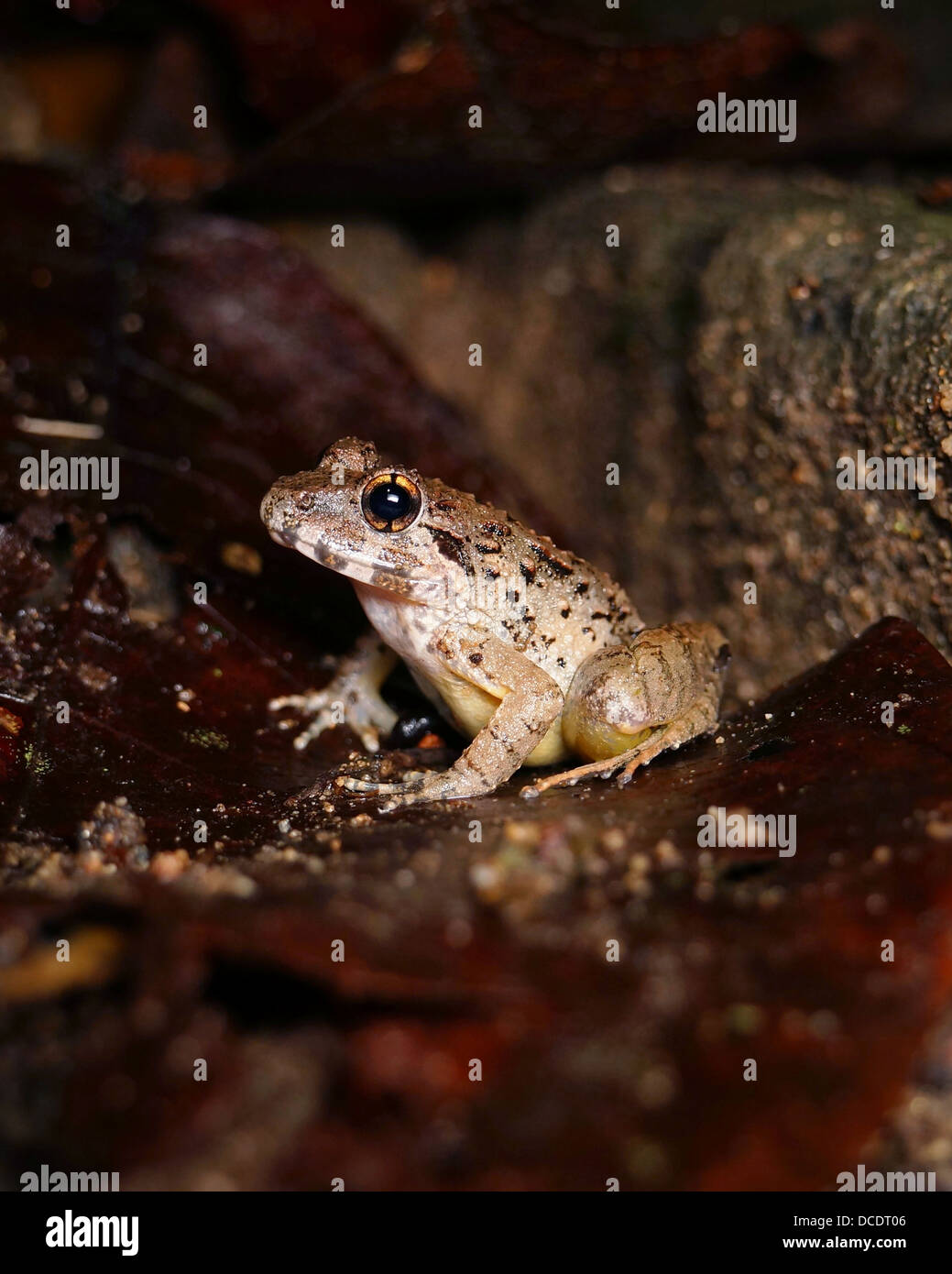 Limnonectes finchi rough guardian frog borneo Stock Photo - Alamy