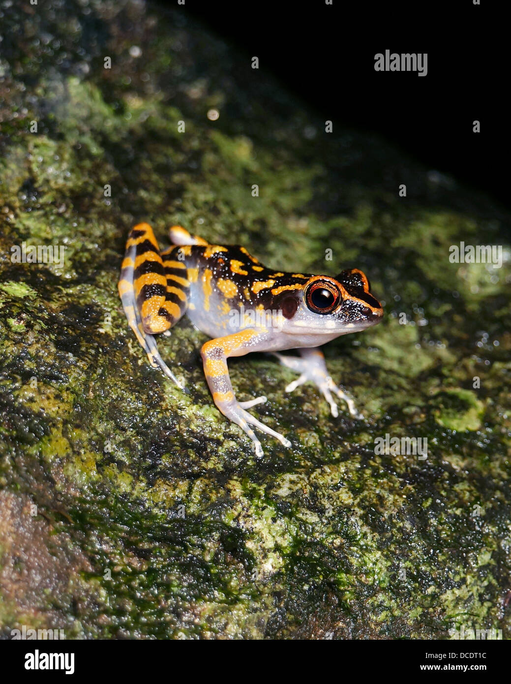 Hylarana picturata spotted stream frog borneo sumatra Stock Photo - Alamy