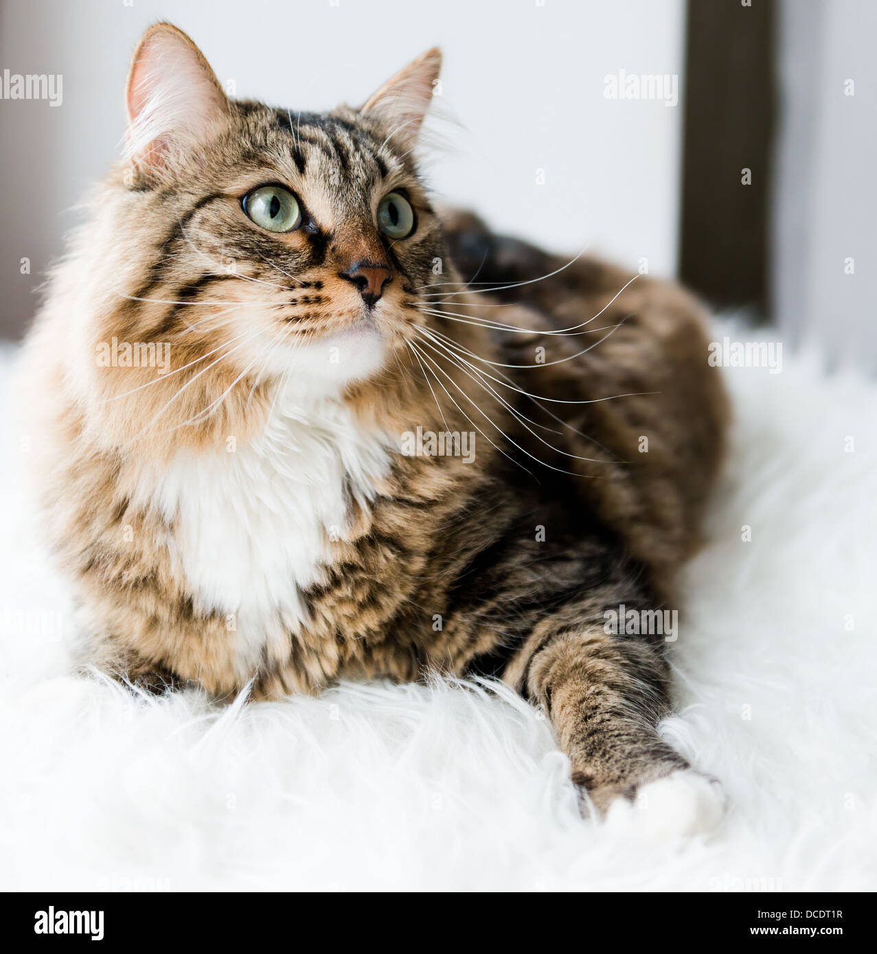 Cat looking up Stock Photo - Alamy