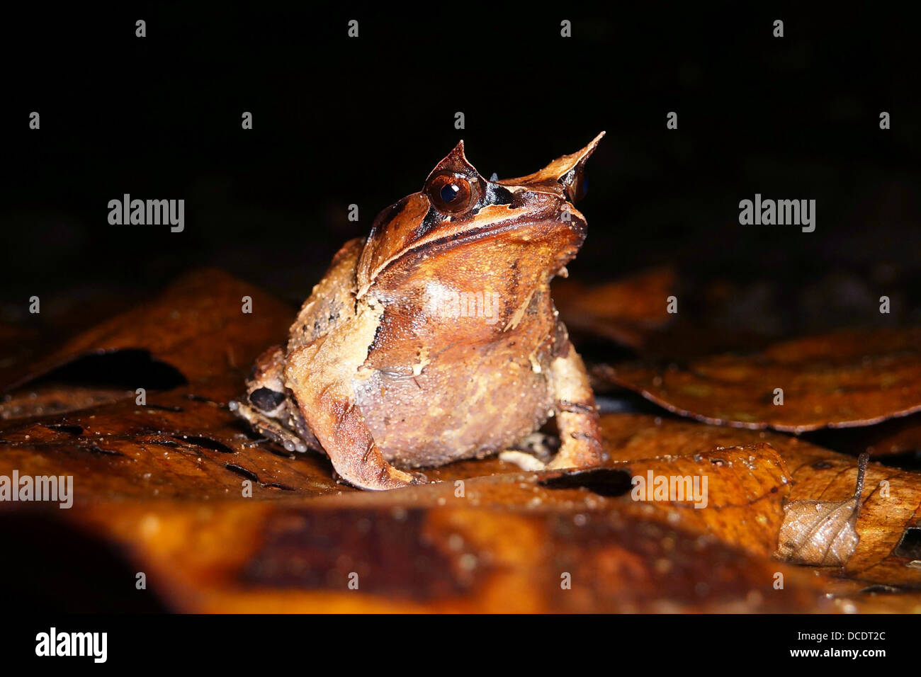 Bornean horned frog Stock Photo - Alamy