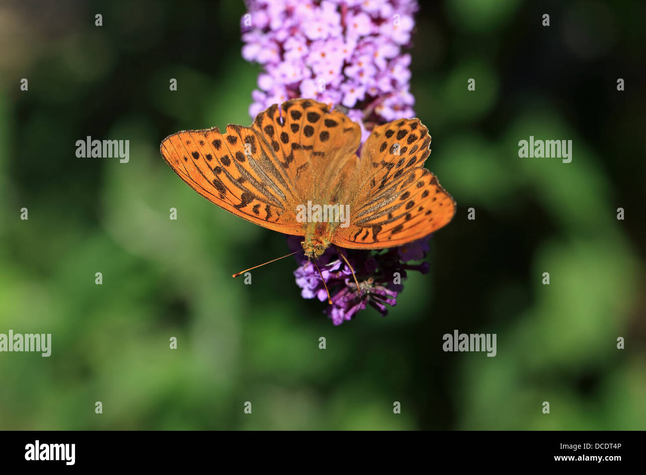 Silver-washed Fritillary (Argynnis paphia Stock Photo - Alamy