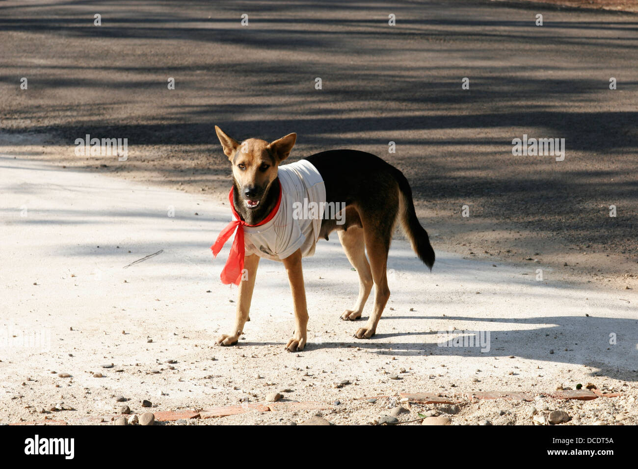 A dog wearing red tie, Laos Stock Photo - Alamy