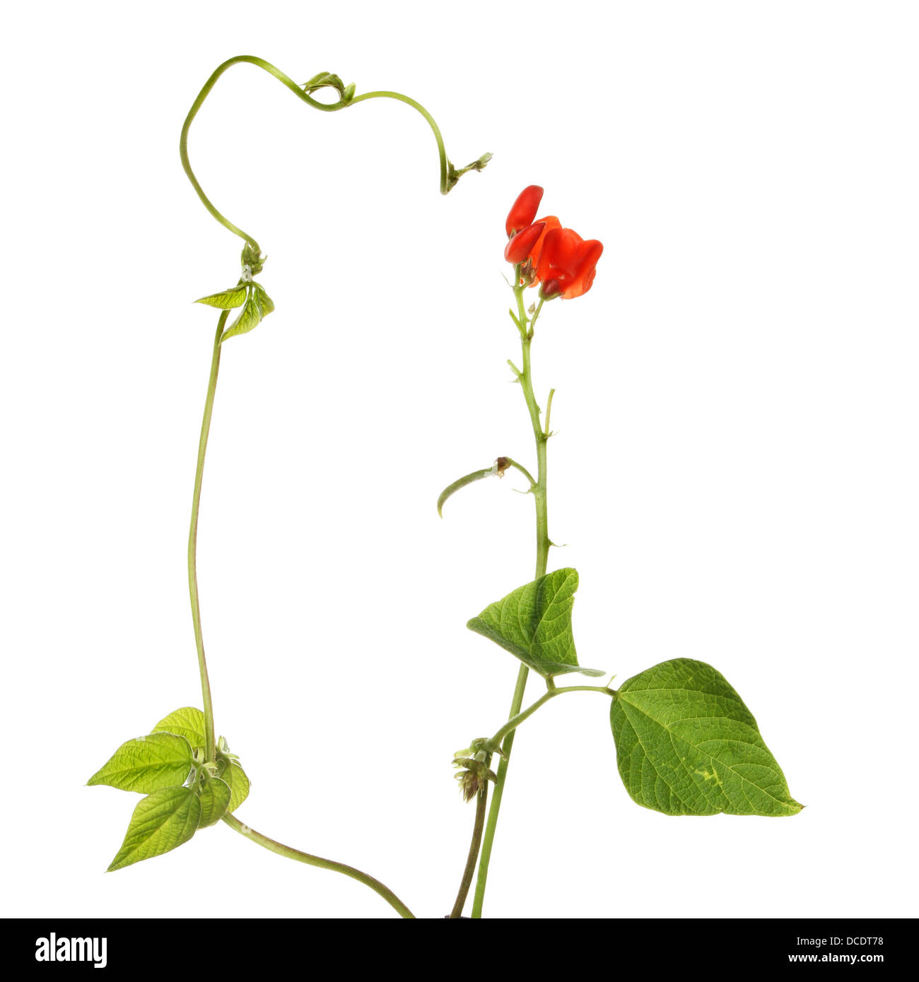 Runner bean hi-res stock photography and images - Alamy