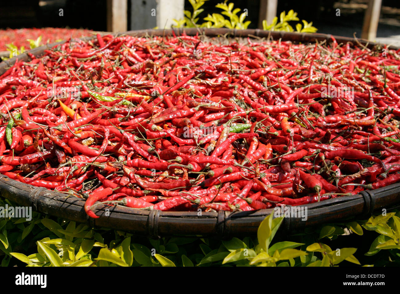 Pile of red chili peppers drying in the sun, Laos, Southeast Asia Stock ...