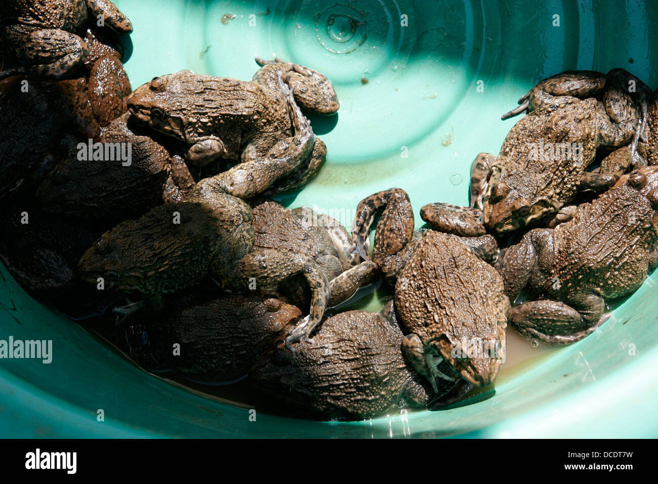 Frogs on sale in the market in Laos, Southeast Asia Stock Photo - Alamy