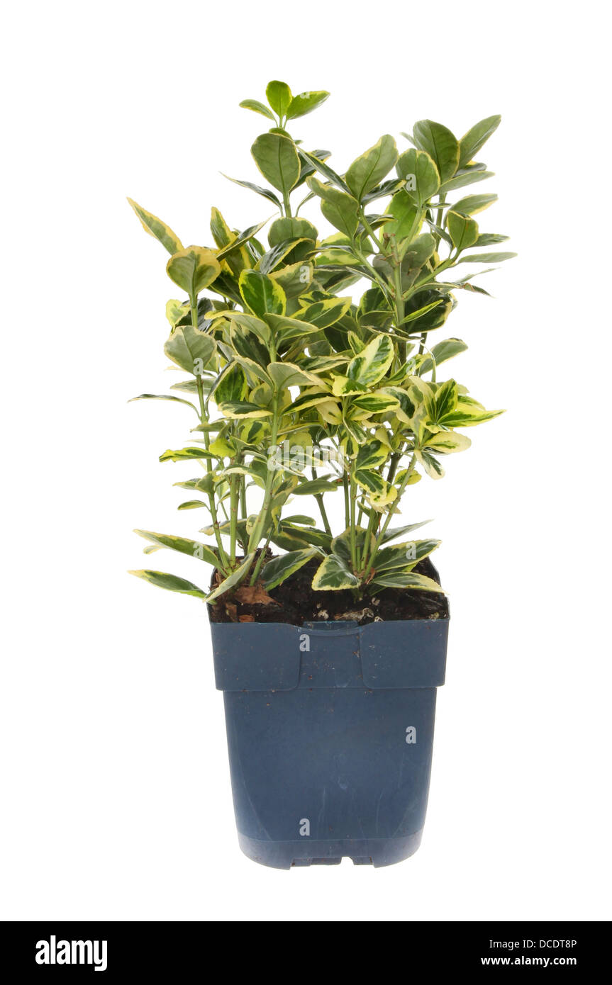Euonymus hedging shrub in a pot isolated against white Stock Photo - Alamy