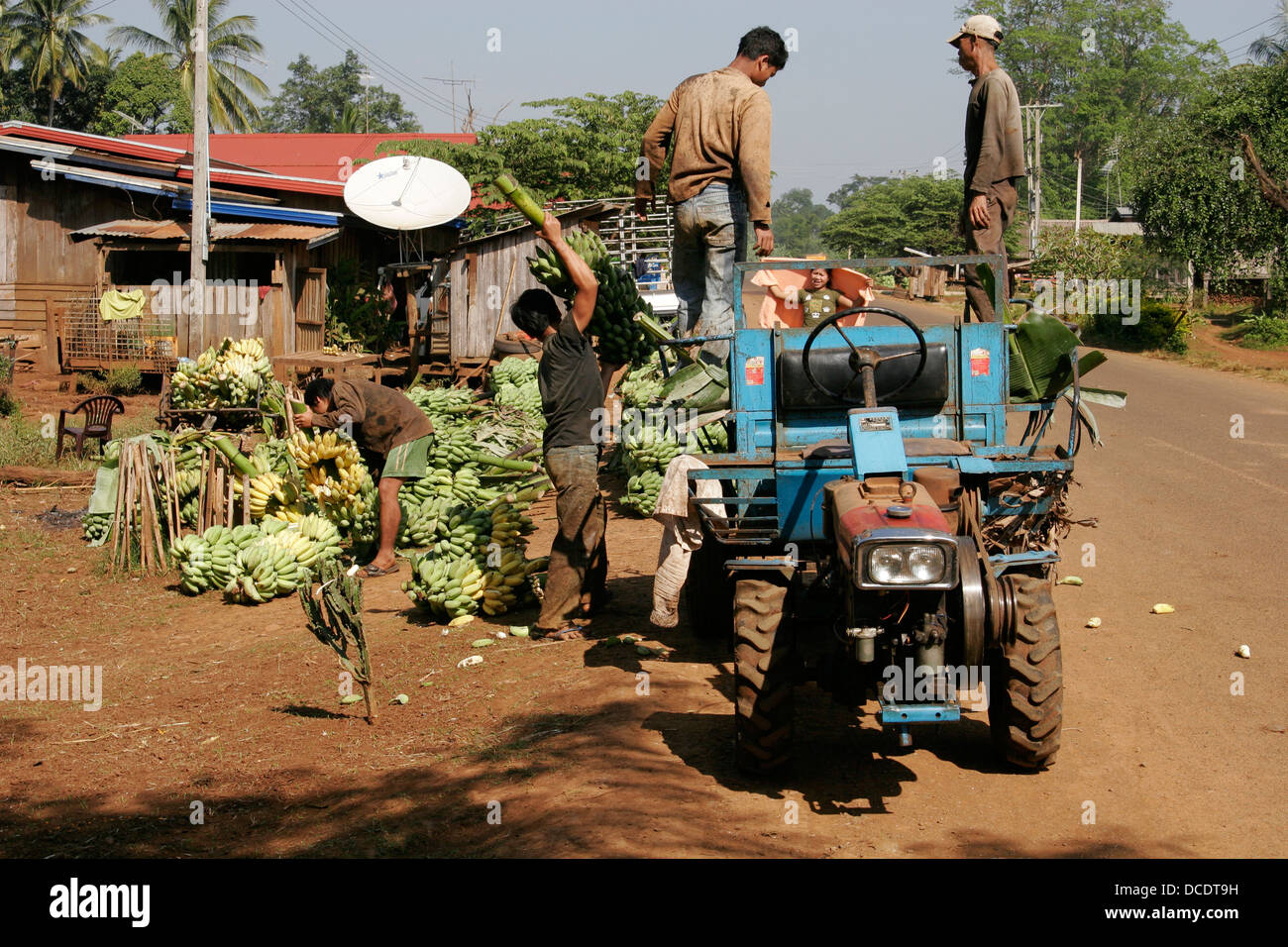 Local people loading little tractor with banana crop, Laos, Southeast ...