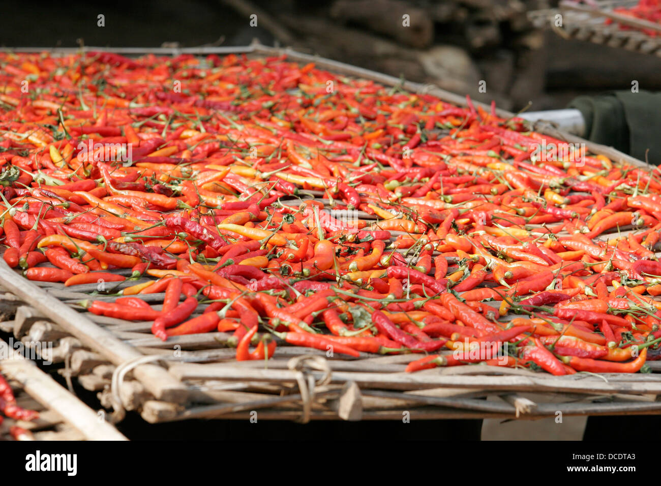 Pile of red chili peppers drying in the sun, Laos, Southeast Asia Stock ...