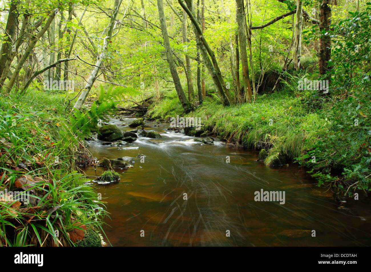 May Beck flowing through Sneaton Forest in the North York Moors ...