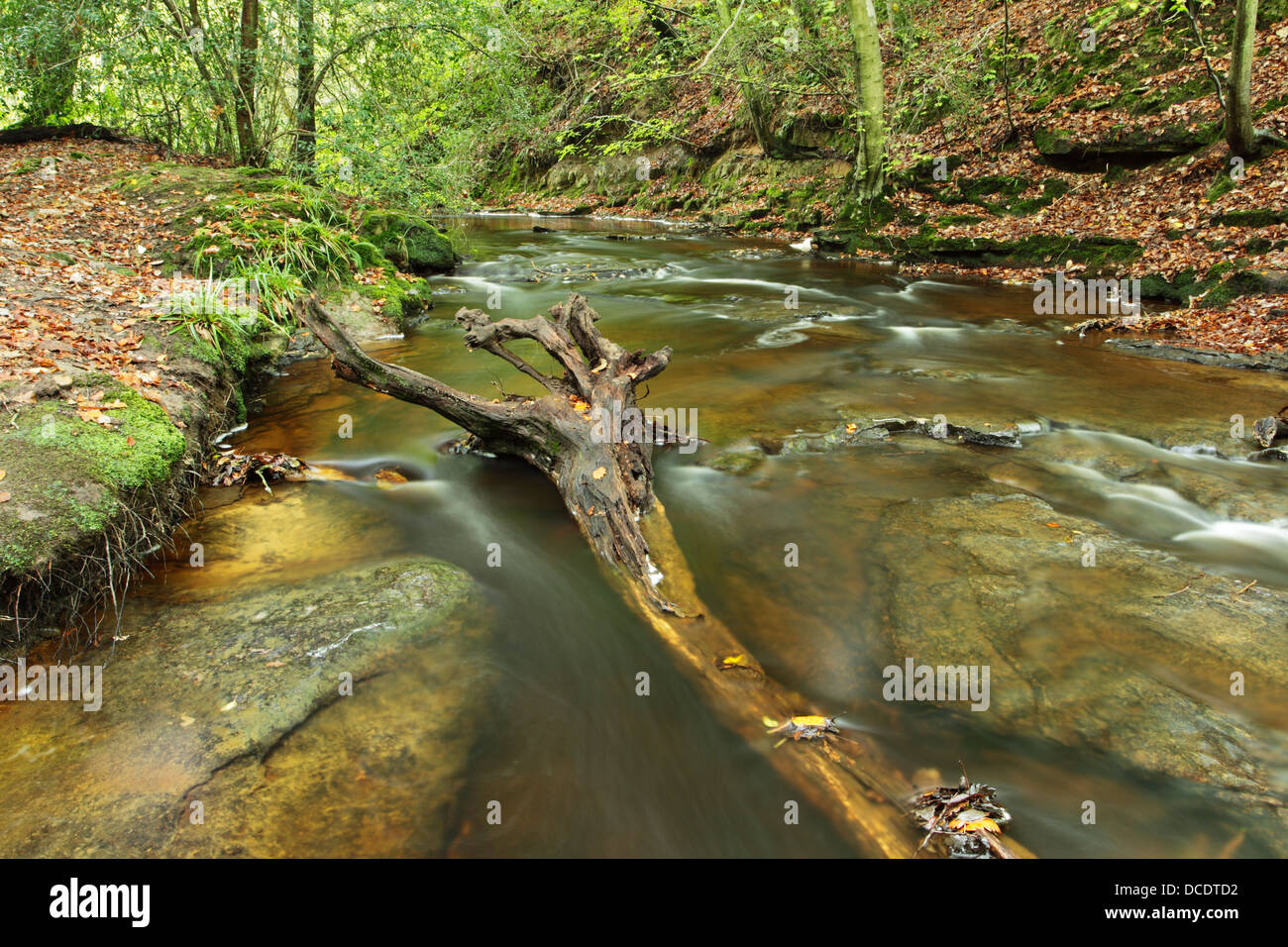A dead tree lying in May Beck as it flows through Sneaton Forest in the ...