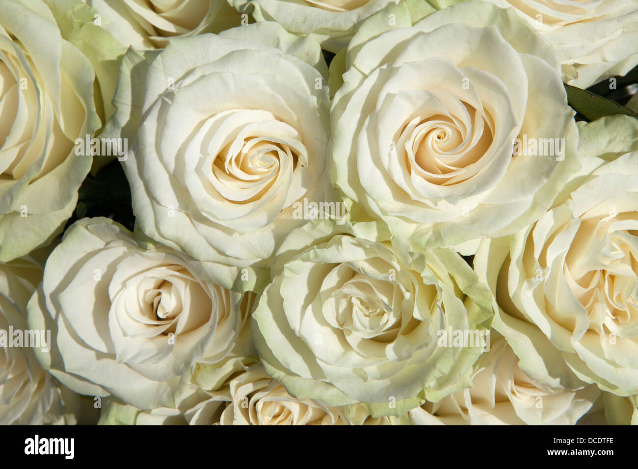 Ivory rose hi-res stock photography and images - Alamy