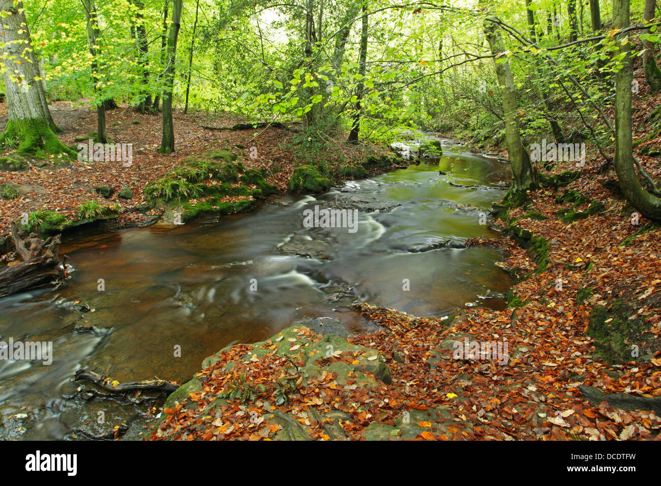 May Beck as it flows through Sneaton Forest in the North York Moors ...
