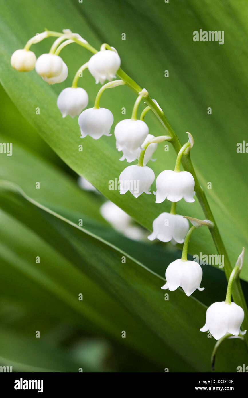 Convallaria majalis. Bell shaped flowers of Lily of the Valley Stock ...