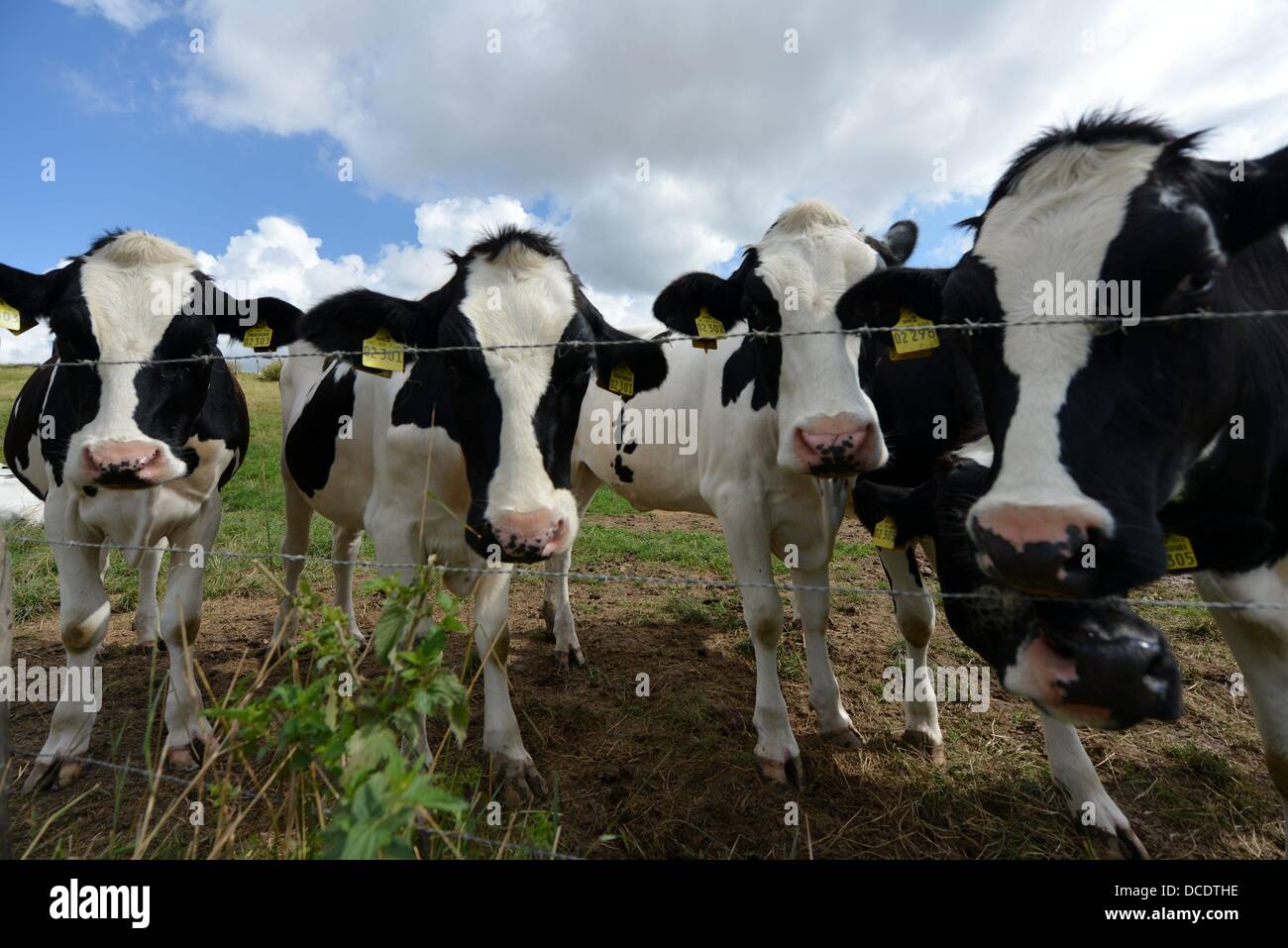 Cows on a field in Germany. Photo: Frank May Stock Photo - Alamy