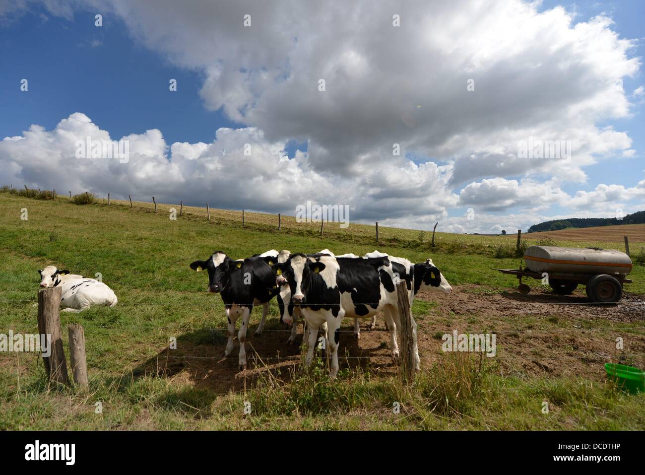 Cows on a field in Germany. Photo: Frank May Stock Photo - Alamy