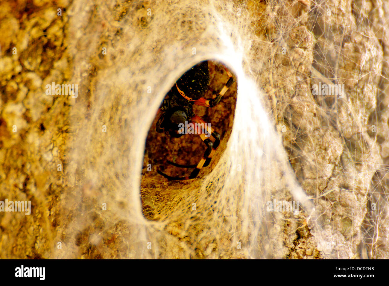 Close up of spider in web on tree trunk Stock Photo - Alamy