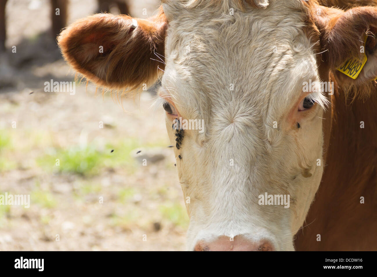Moraxella bovis hi-res stock photography and images - Alamy