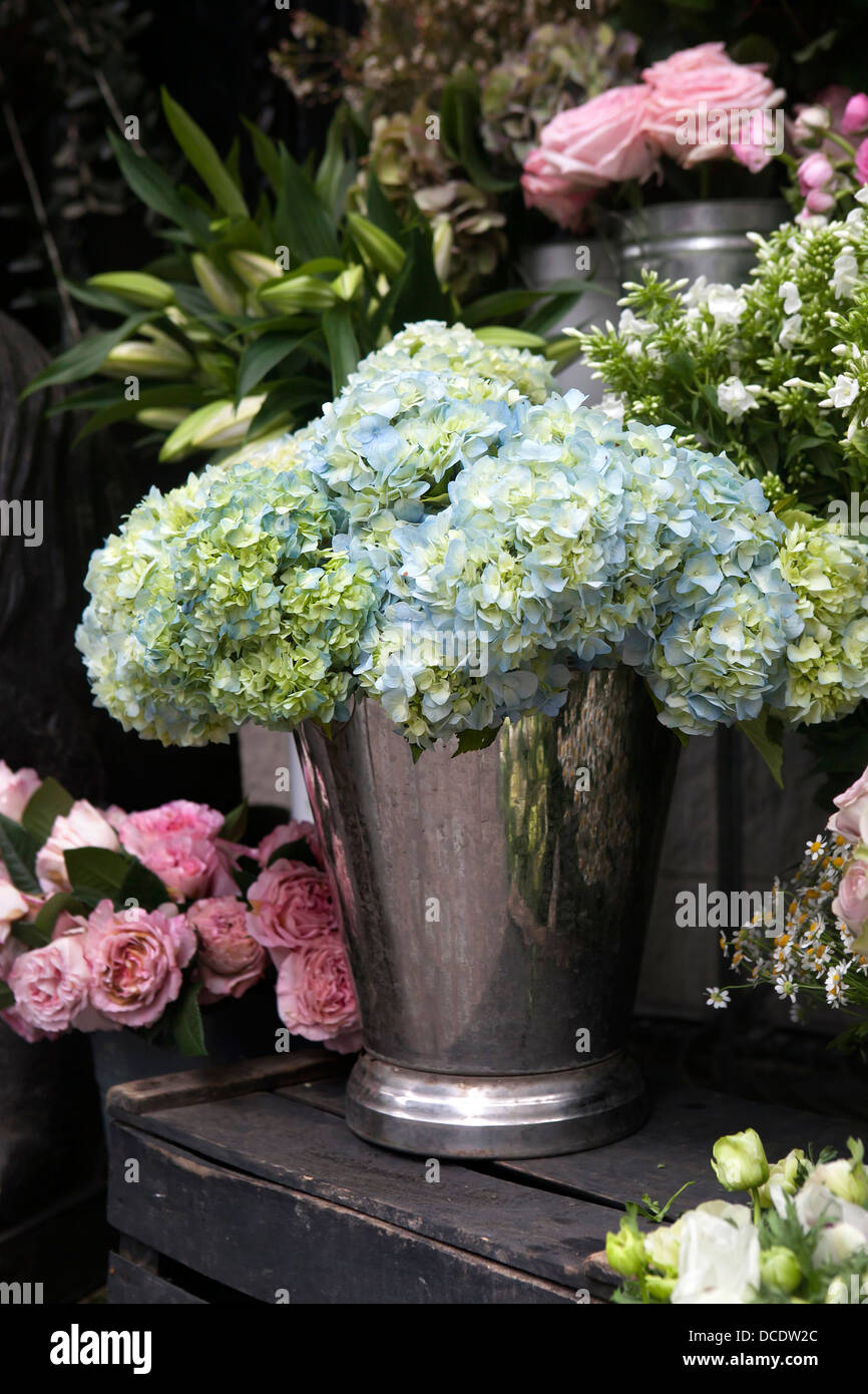Hydrangea street hi-res stock photography and images - Alamy