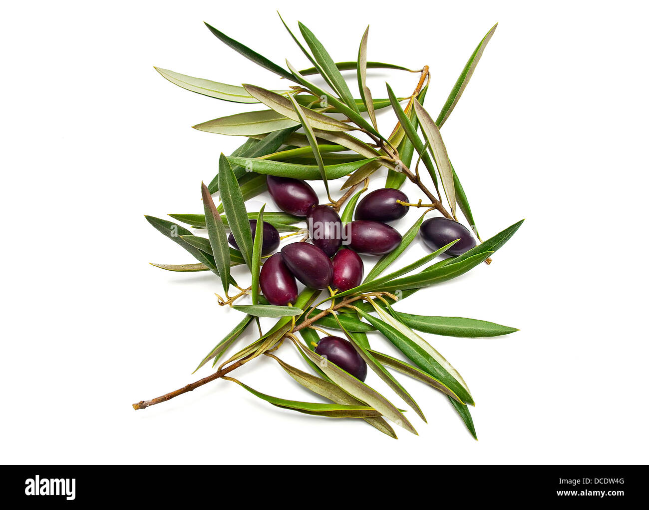 Olive tree branch green olives Cut Out Stock Images & Pictures - Alamy
