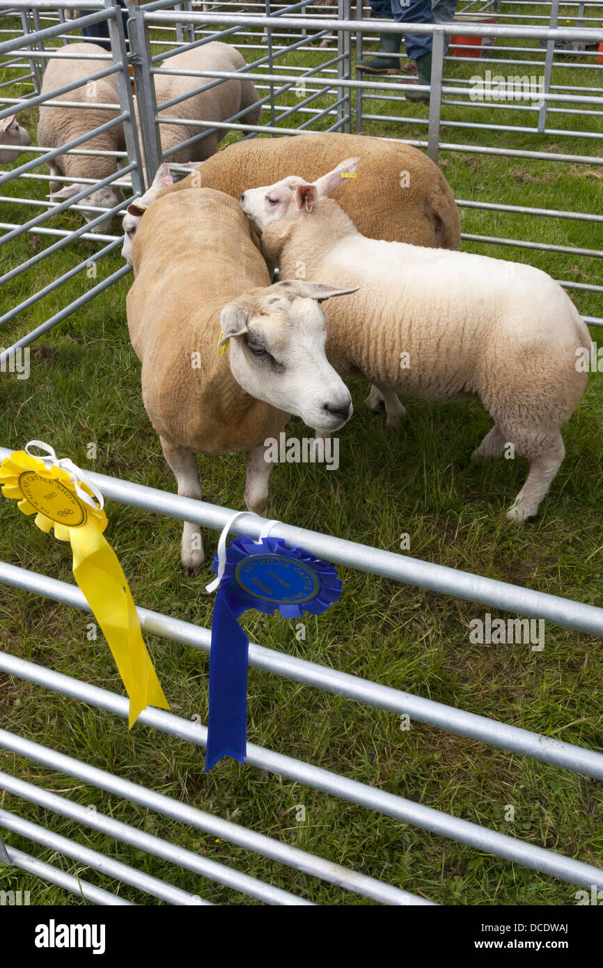 Prizewinning sheep at a country fair, near Galston, Ayrshire, Scotland ...