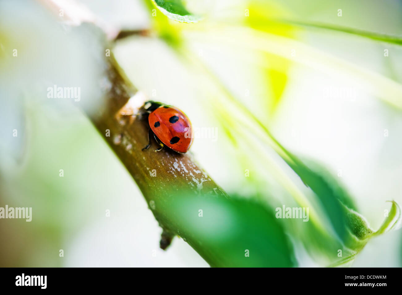 Ladybug on a plant. Beautiful nature Stock Photo - Alamy