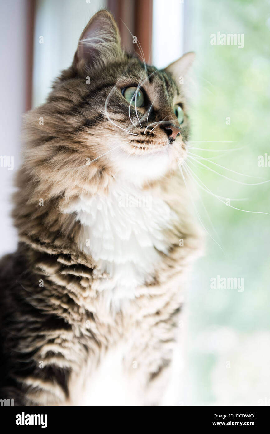 cat looking out the window passionately Stock Photo - Alamy