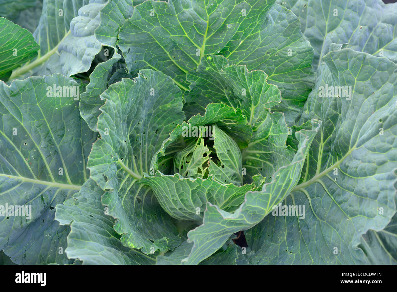 Cabbage under attack from the white cabbage caterpillar showing signs ...