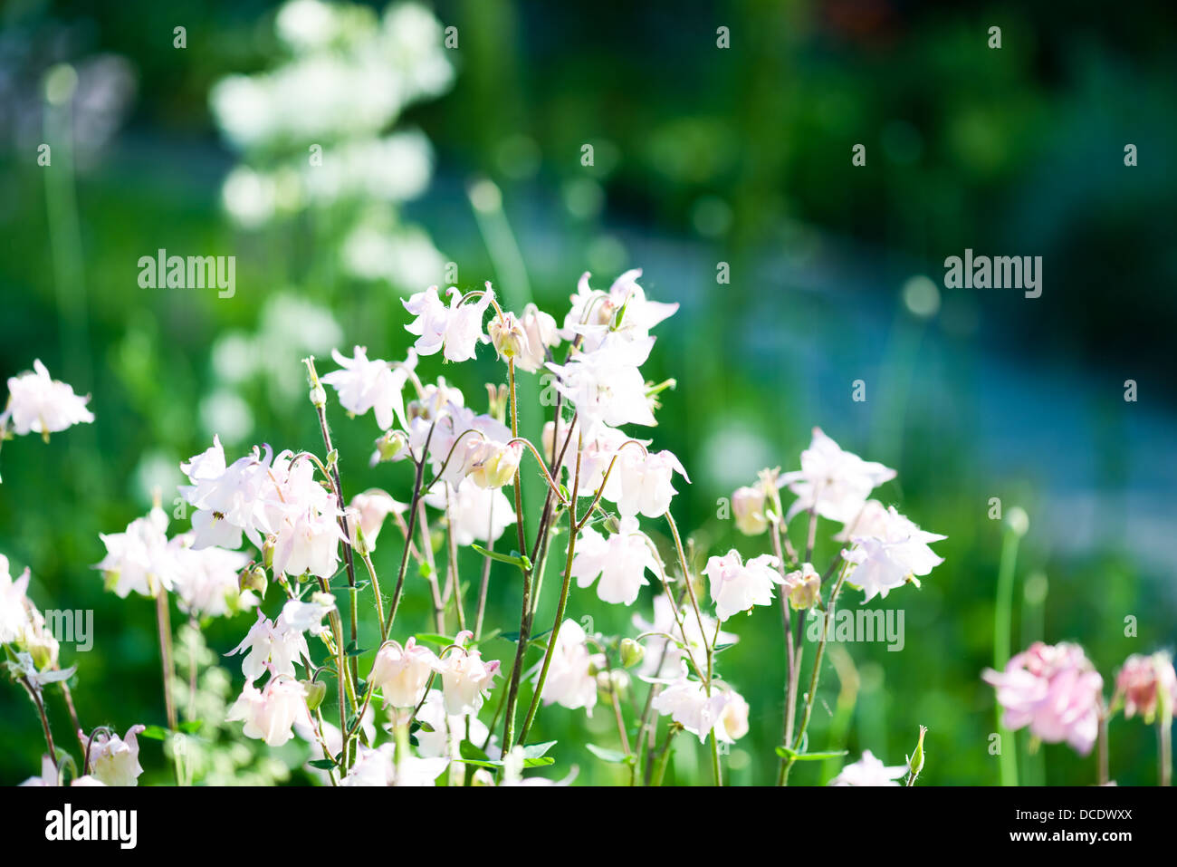 beautiful light pink flowers Stock Photo - Alamy