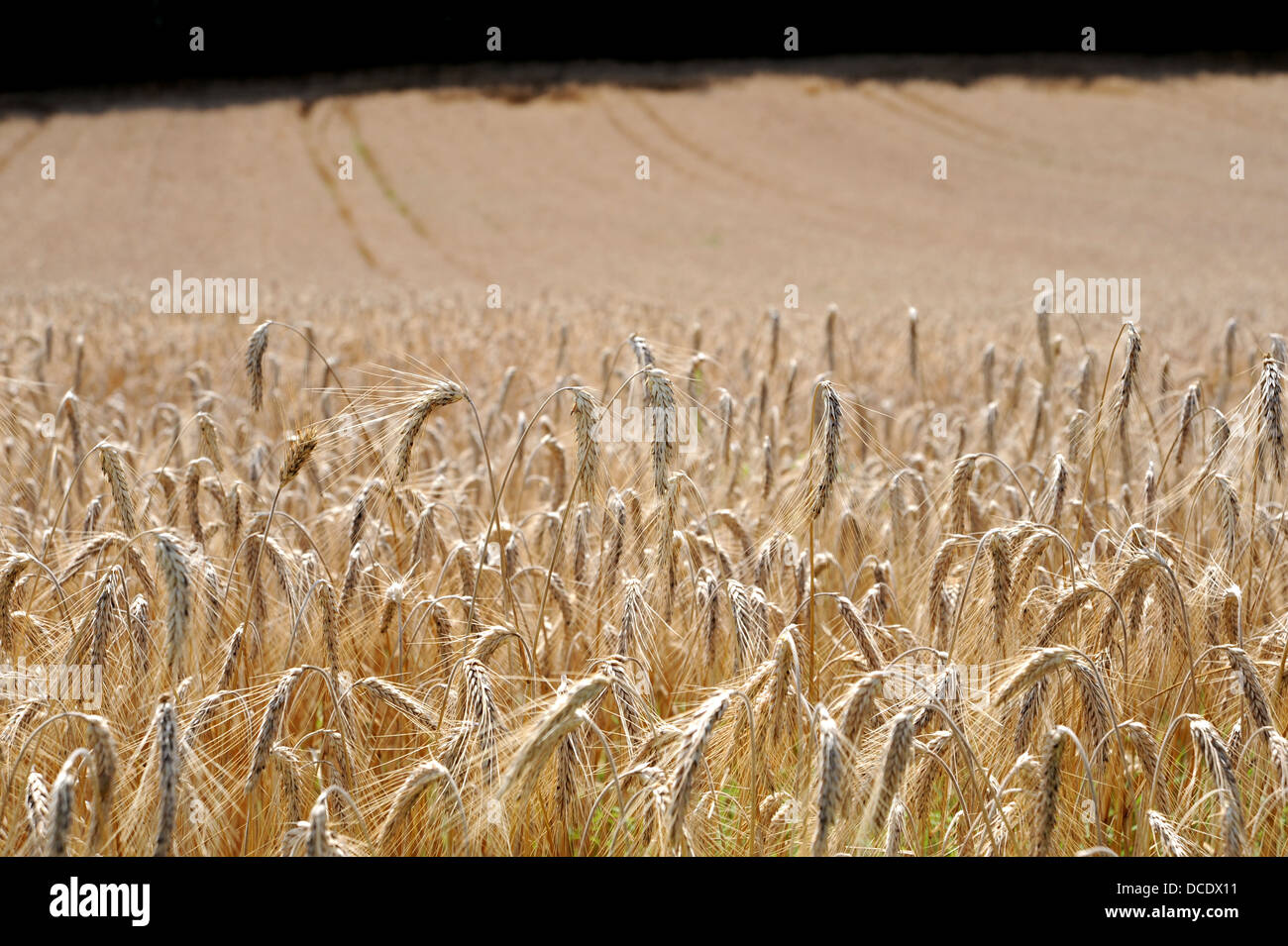Wheat france harvest hi-res stock photography and images - Alamy