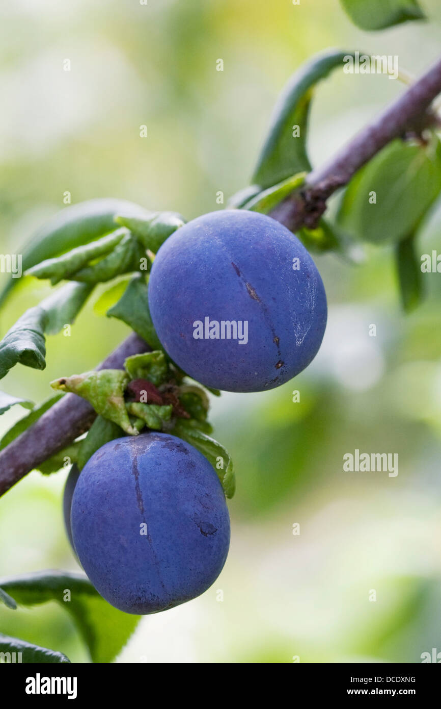 Damson tree fruits hi-res stock photography and images - Alamy