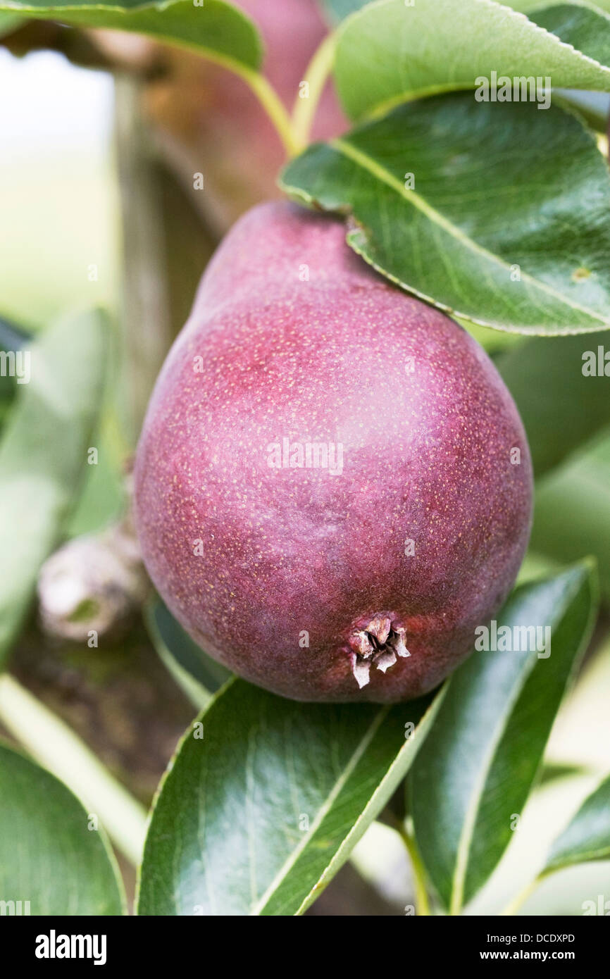 Pyrus communis. Pear 'Black Worcester' in an English orchard Stock ...